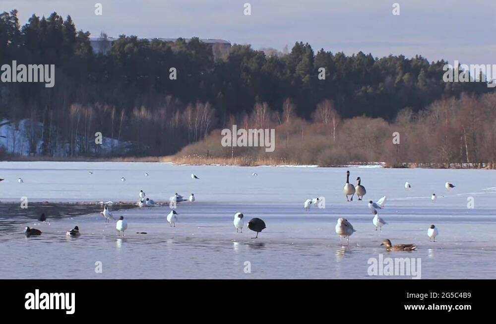 Snow goose bird Stock Videos & Footage - HD and 4K Video Clips - Alamy