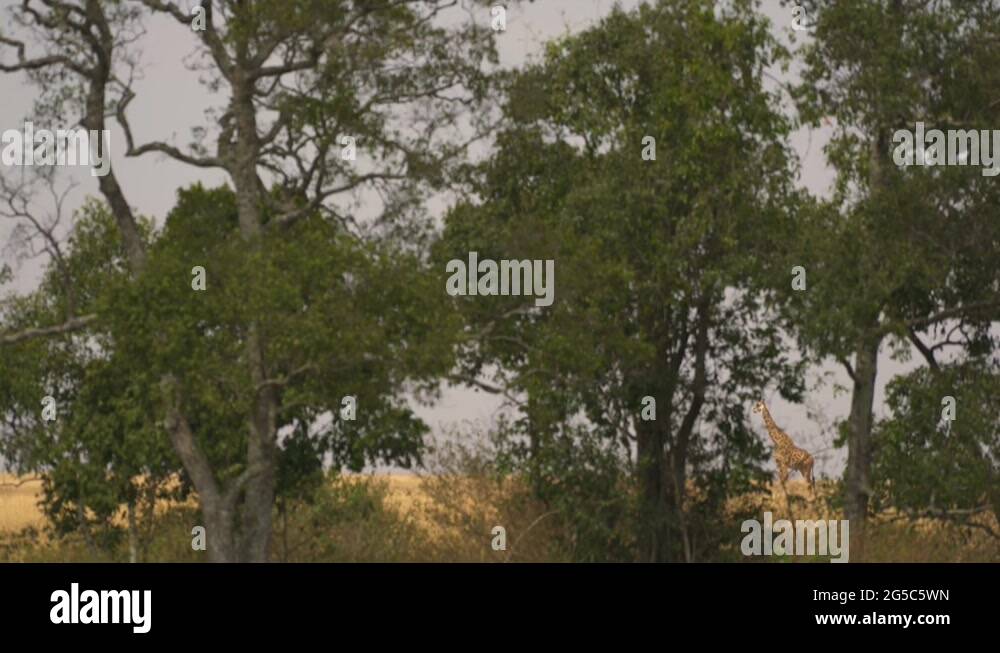 Giraffe trees Stock Videos & Footage - HD and 4K Video Clips - Alamy