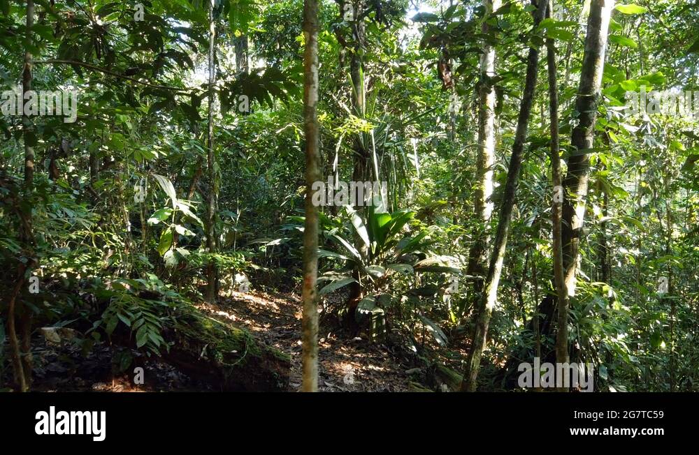 Path through a rainforest Stock Videos & Footage - HD and 4K Video ...