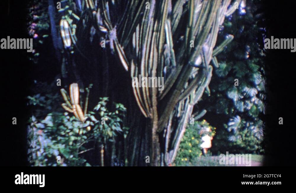 Florida cactus Stock Videos & Footage - HD and 4K Video Clips - Alamy