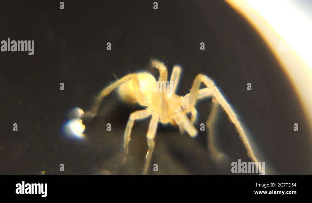 Tiny Spider Observed Under Light Microscope To Study Defensive Posture ...