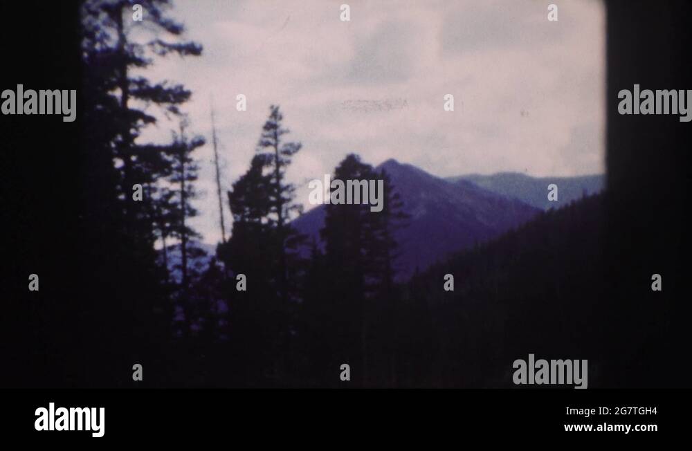 Road tall trees Stock Videos & Footage - HD and 4K Video Clips - Alamy