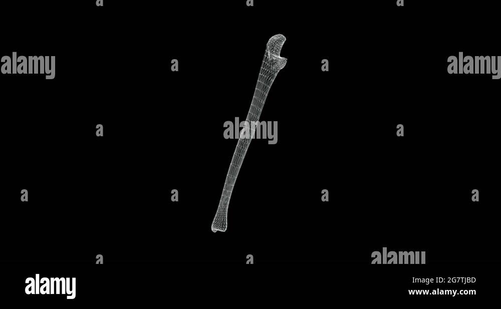 Hologram representation screen 3d of Ulna bone of skeleton human body ...