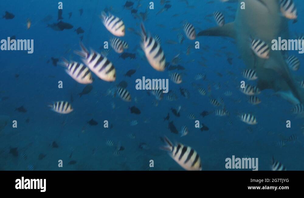 Ocean predators Stock Videos & Footage - HD and 4K Video Clips - Alamy