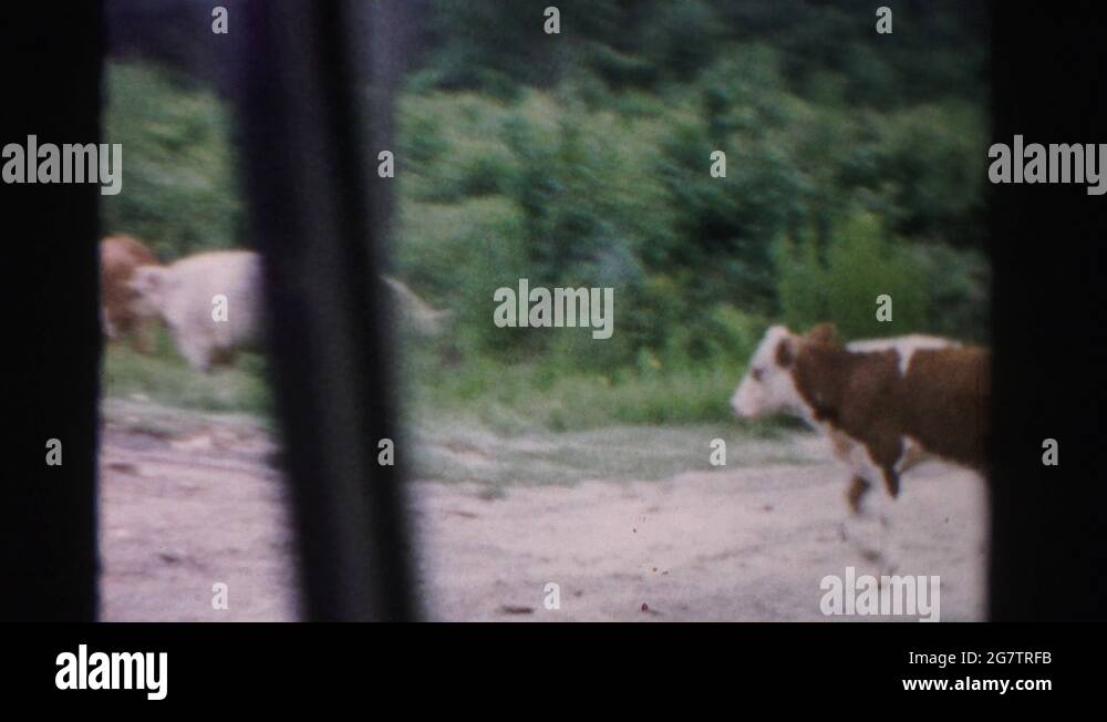6 cows Stock Videos & Footage - HD and 4K Video Clips - Alamy