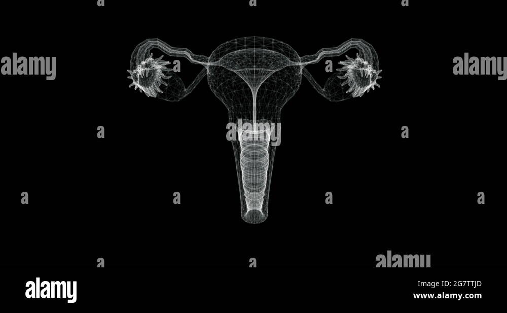 Screen 3d of female reproductive system in the human body - loop Stock ...