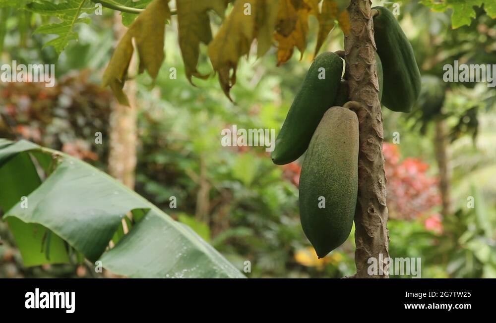 Papaya Tree in Jungle Landscape on the Island of Pohnpei Stock Video ...