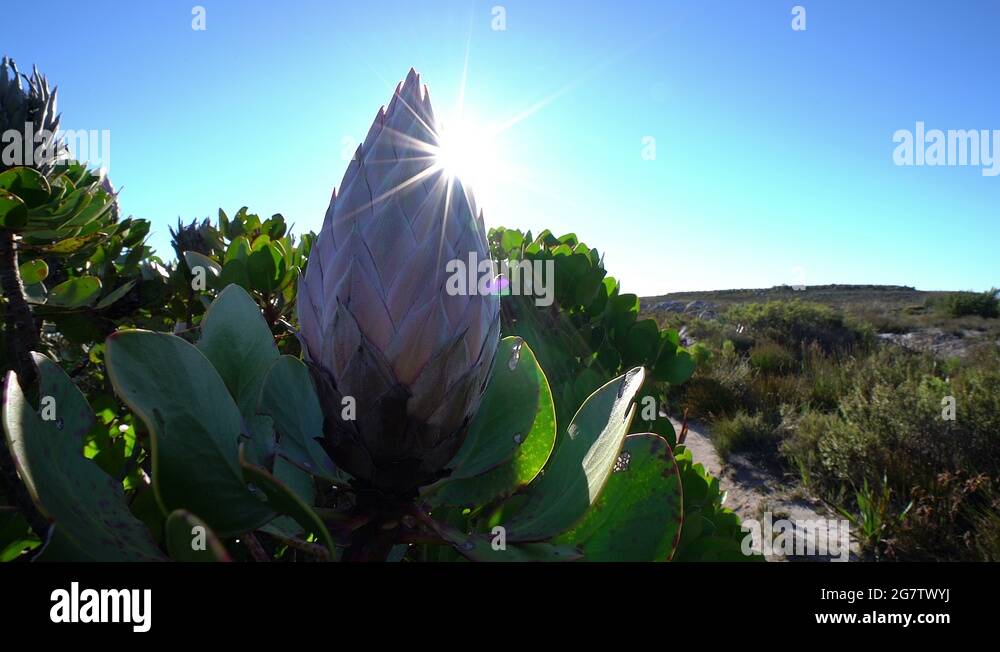 Protea photography Stock Videos & Footage - HD and 4K Video Clips - Alamy