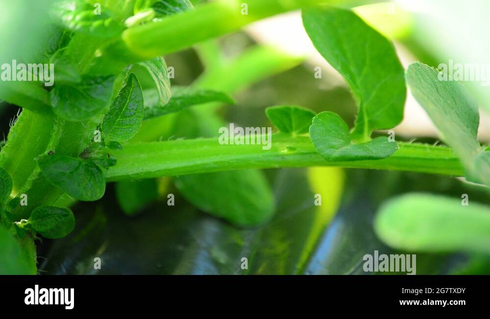 Stem similar to leaf Stock Videos & Footage - HD and 4K Video Clips - Alamy