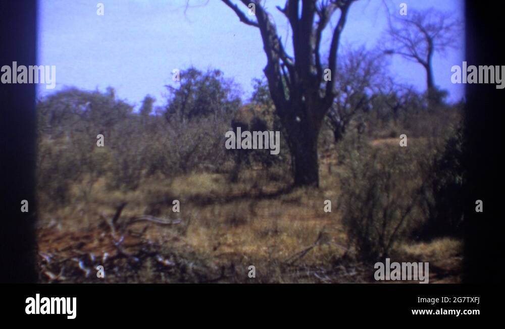 Elephant hiding behind tree Stock Videos & Footage - HD and 4K Video ...