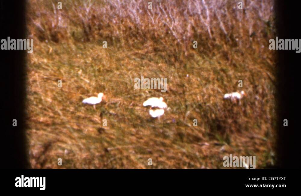 White col Stock Videos & Footage - HD and 4K Video Clips - Alamy