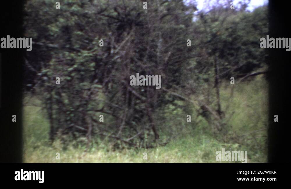 LAGOS NIGERIA-1969: A Bushy Field Of Trees With Tall Grass Blowing In ...