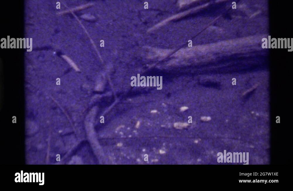 Rat running Stock Videos & Footage - HD and 4K Video Clips - Alamy