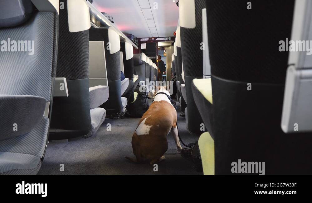 Sad bull Stock Videos & Footage - HD and 4K Video Clips - Alamy