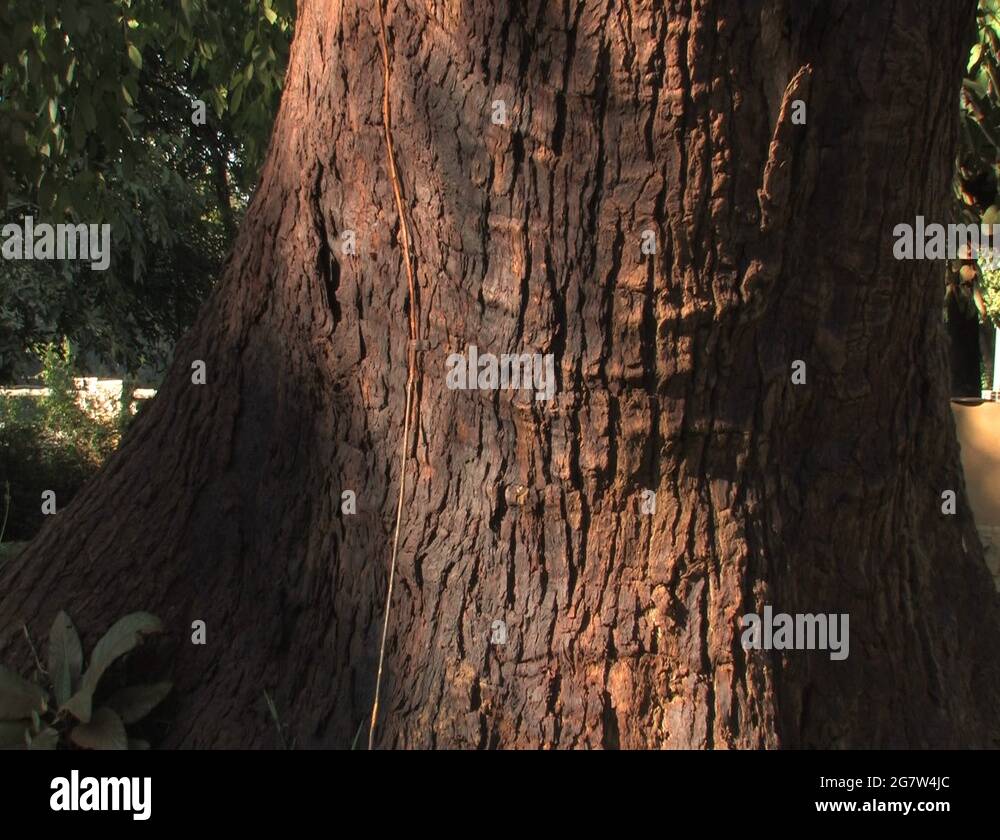 Strong tree Stock Videos & Footage - HD and 4K Video Clips - Alamy