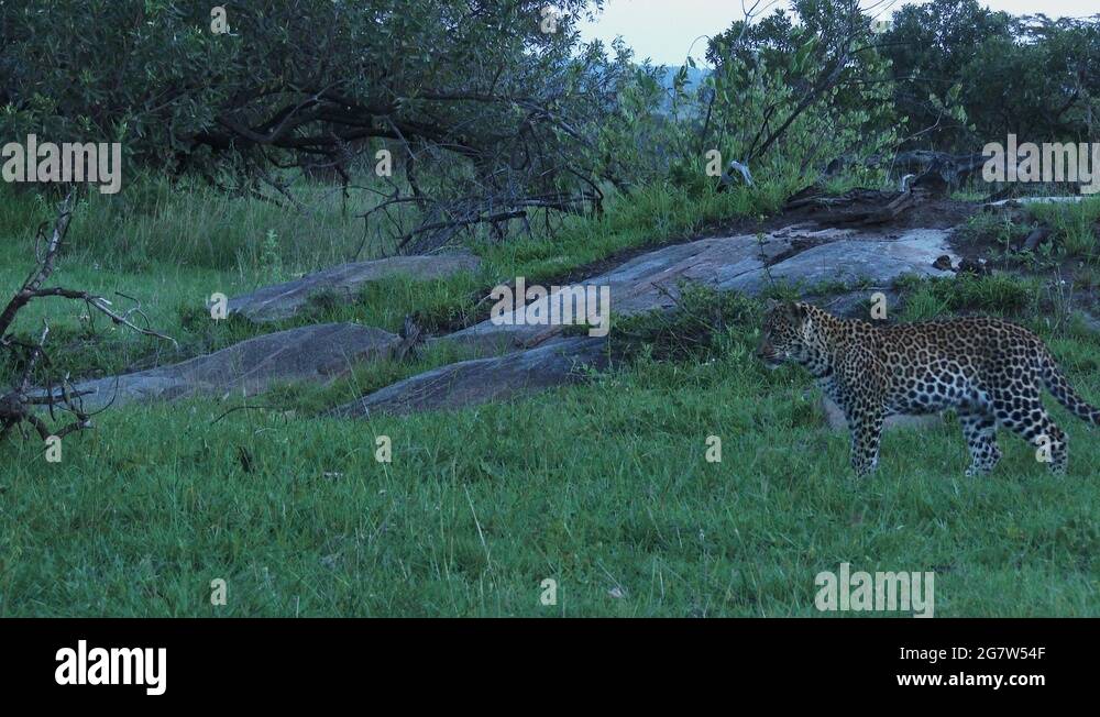 Leopard spot Stock Videos & Footage - HD and 4K Video Clips - Alamy