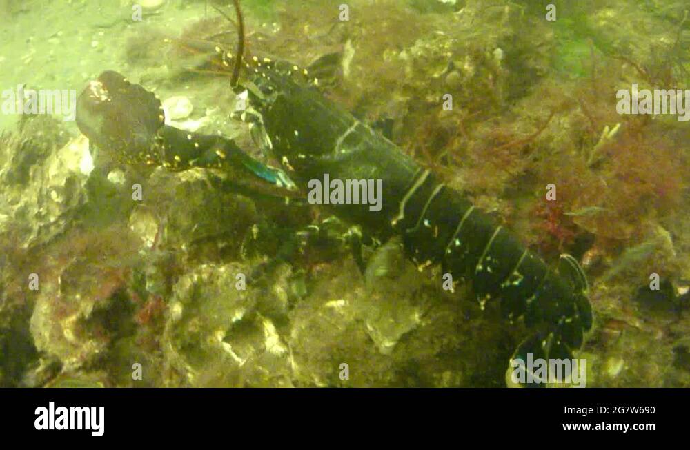 Gammarus Stock Videos & Footage - HD and 4K Video Clips - Alamy