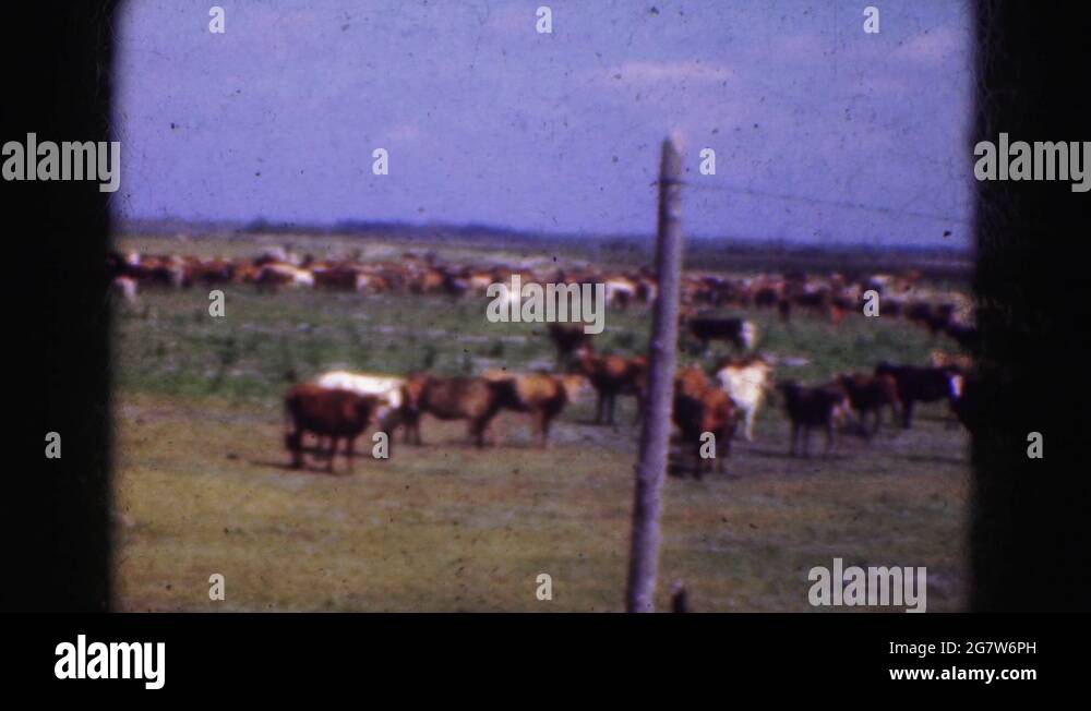 Hundreds of cows Stock Videos & Footage - HD and 4K Video Clips - Alamy