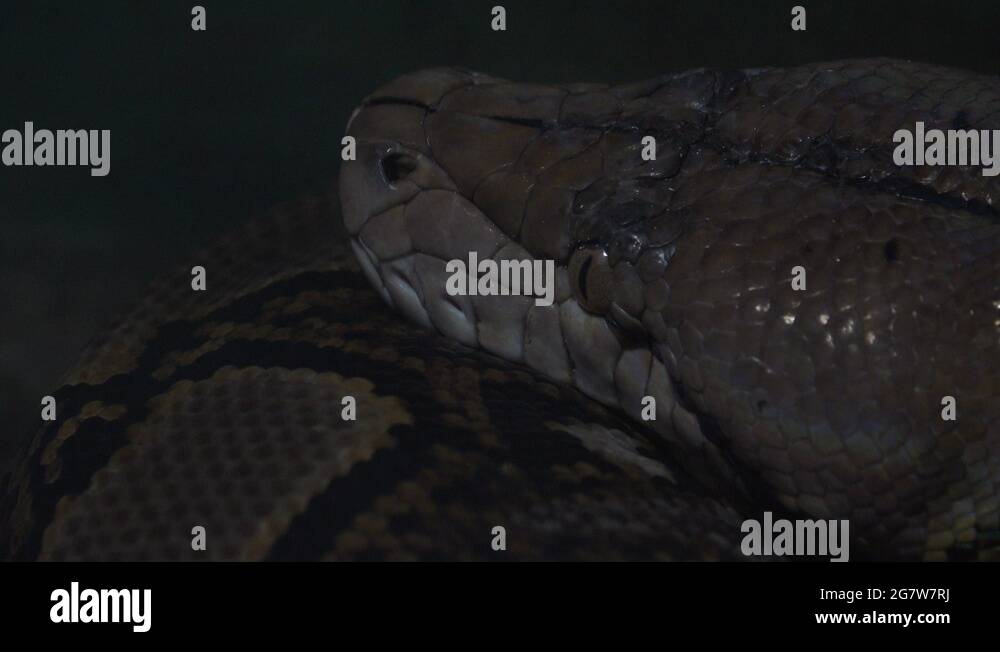 Standing snake Stock Videos & Footage - HD and 4K Video Clips - Alamy