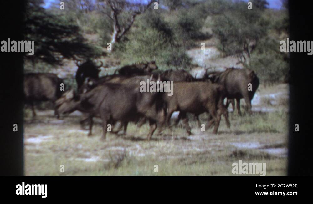 Wild animals running around Stock Videos & Footage - HD and 4K Video ...