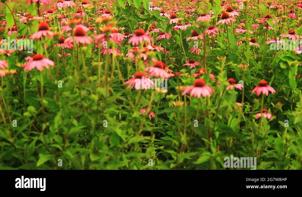 Asteraceae compositae plant plants Stock Videos & Footage - HD and 4K ...