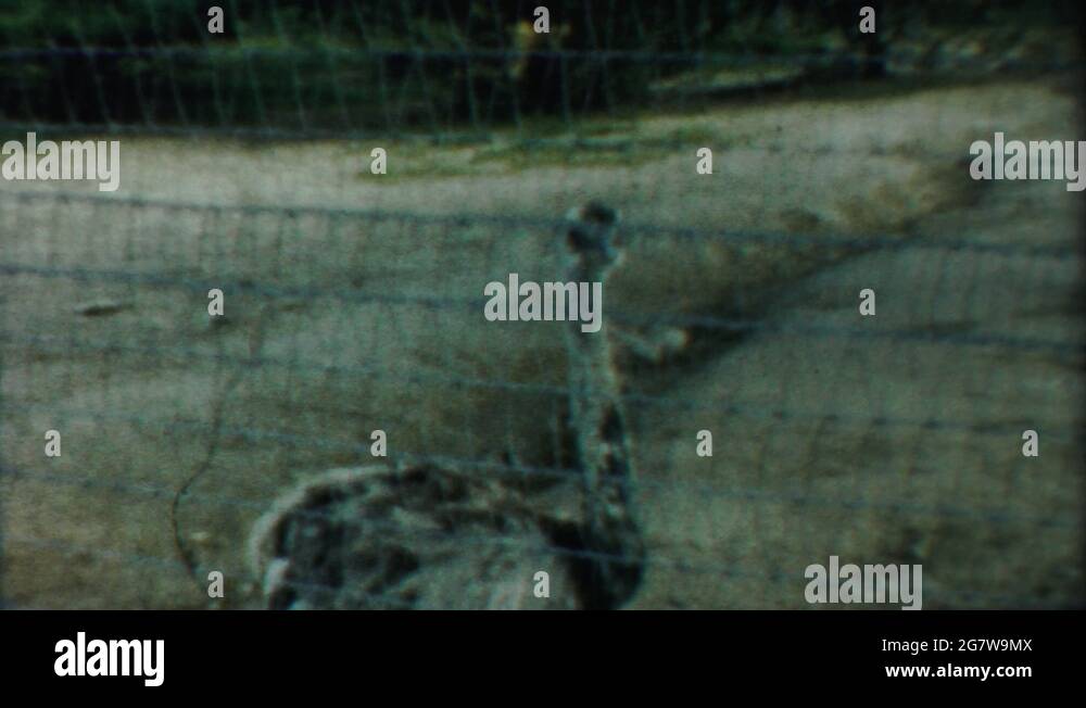 Emu fence Stock Videos & Footage - HD and 4K Video Clips - Alamy