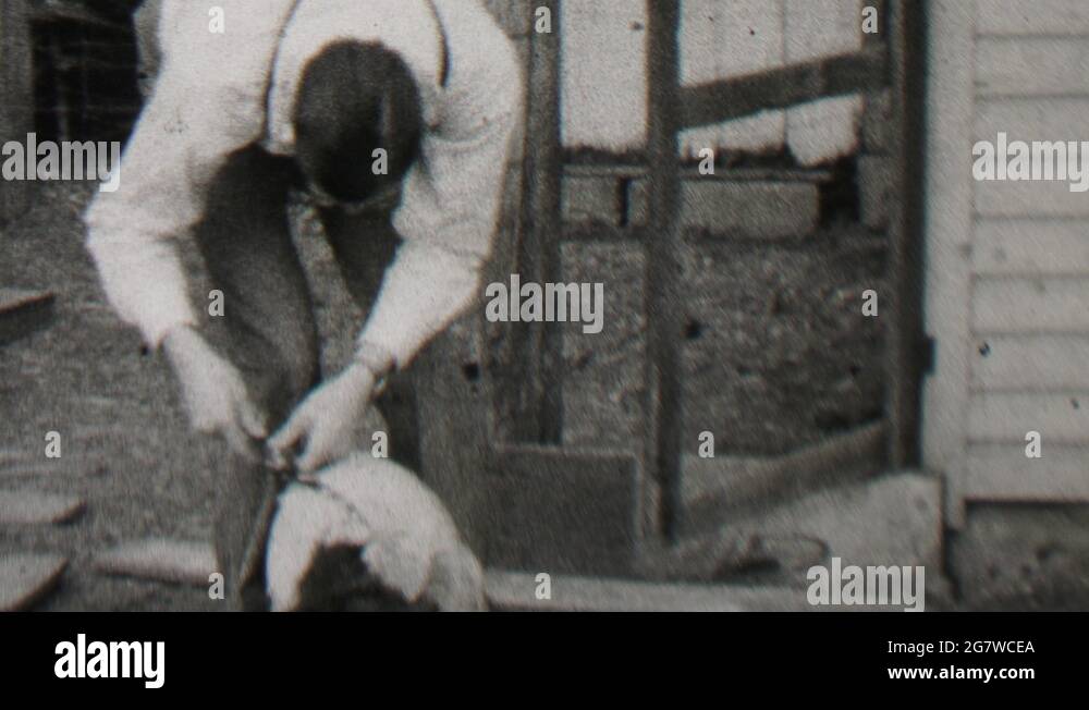 Stage animals Stock Videos & Footage - HD and 4K Video Clips - Alamy