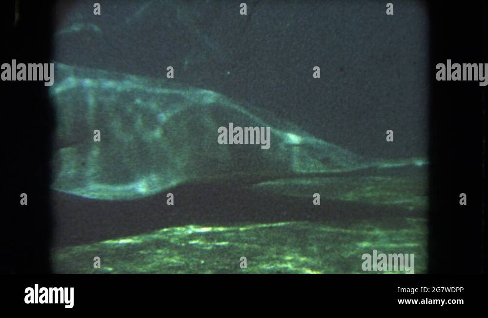 Sea creatures mammals Stock Videos & Footage - HD and 4K Video Clips ...