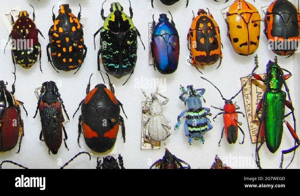 Tropical beetles Stock Videos & Footage - HD and 4K Video Clips - Alamy