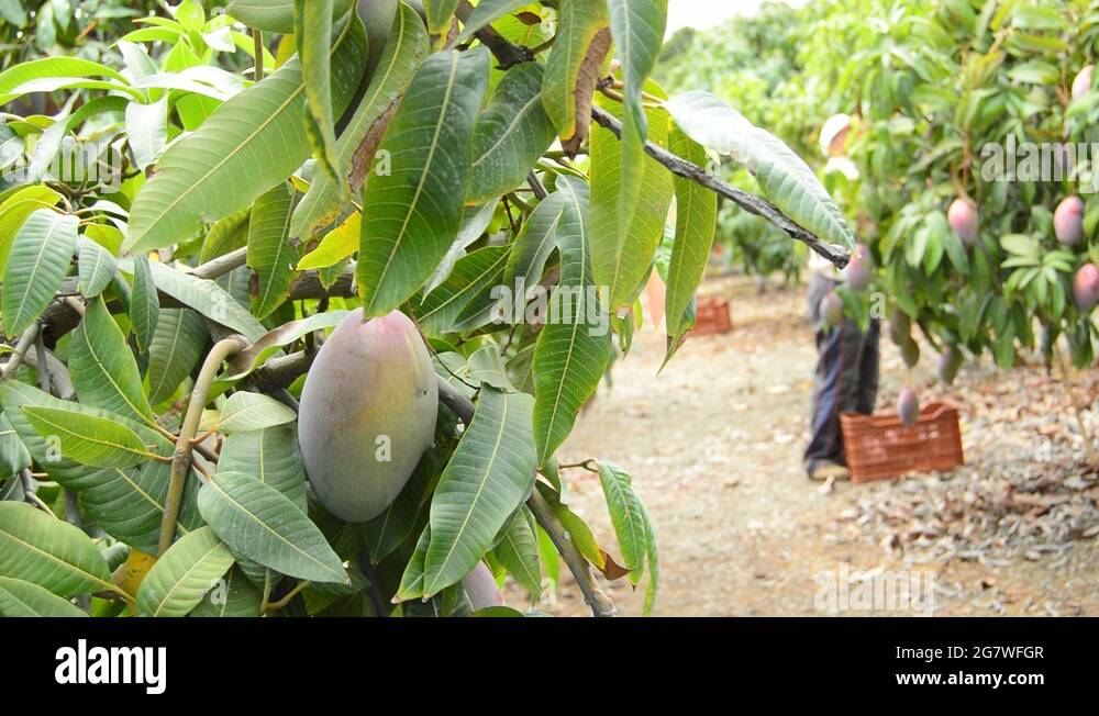 Mango harvesting Stock Videos & Footage - HD and 4K Video Clips - Alamy