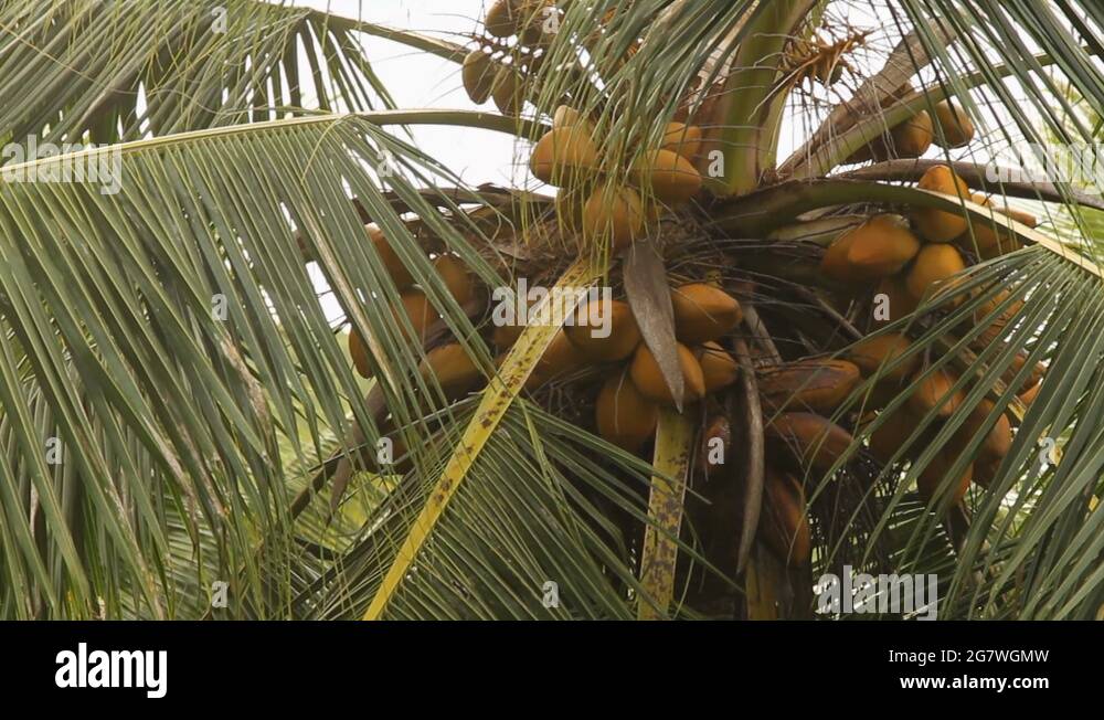 Coconut Tree in Jungle Landscape on the Island of Pohnpei Stock Video ...
