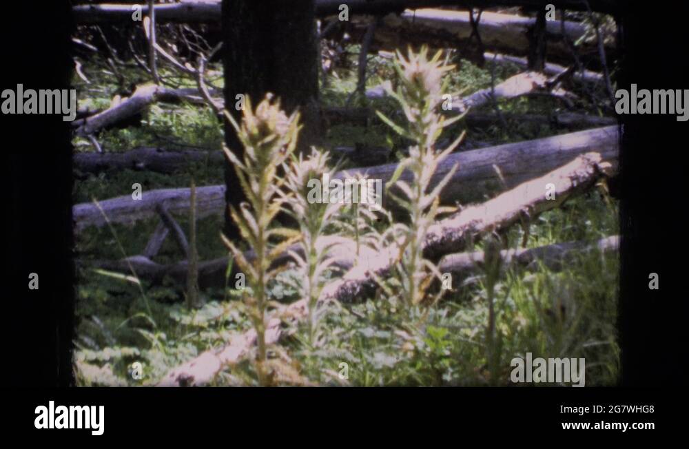 Trees and weeds Stock Videos & Footage - HD and 4K Video Clips - Alamy