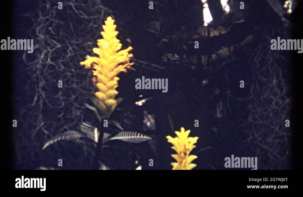 Yellow tropical Stock Videos & Footage - HD and 4K Video Clips - Alamy
