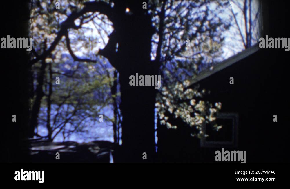 Shade giving tree Stock Videos & Footage - HD and 4K Video Clips - Alamy