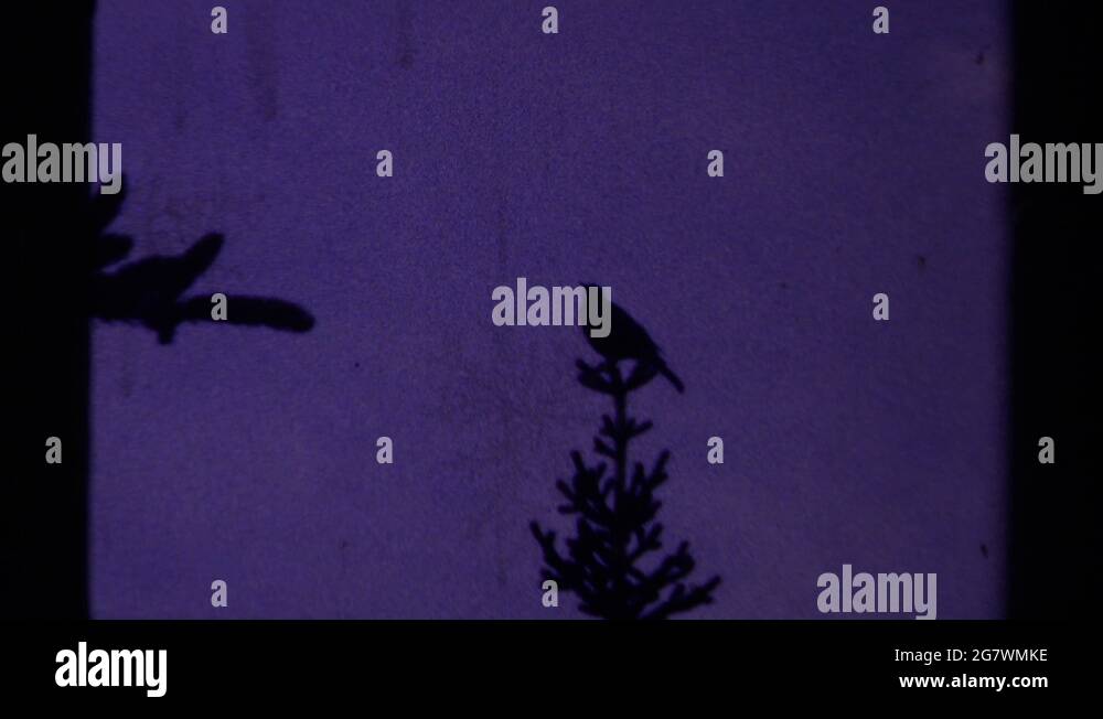 Twilight film series Stock Videos & Footage - HD and 4K Video Clips - Alamy