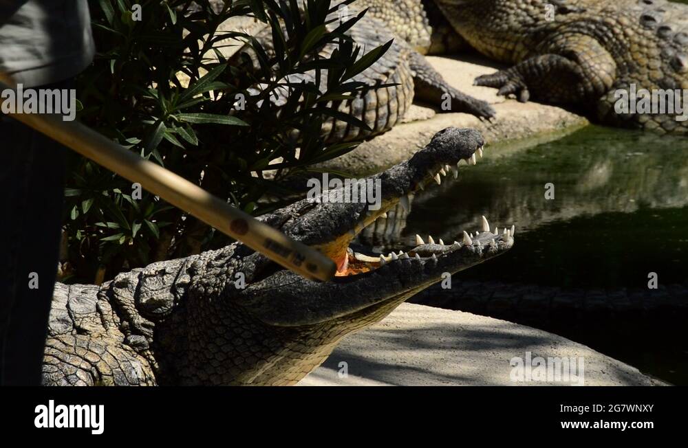 Crocodile in zoo Stock Videos & Footage - HD and 4K Video Clips - Alamy