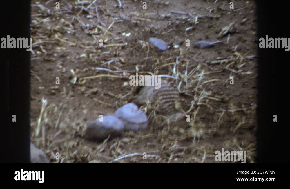 Burrowing animal Stock Videos & Footage - HD and 4K Video Clips - Alamy