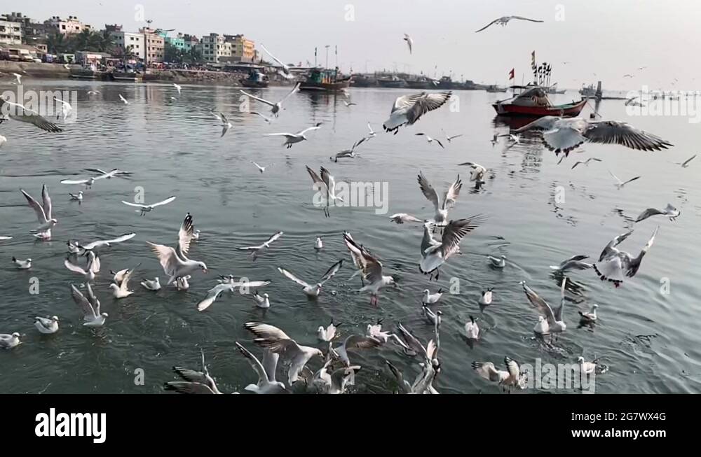 Mumbai migration Stock Videos & Footage - HD and 4K Video Clips - Alamy