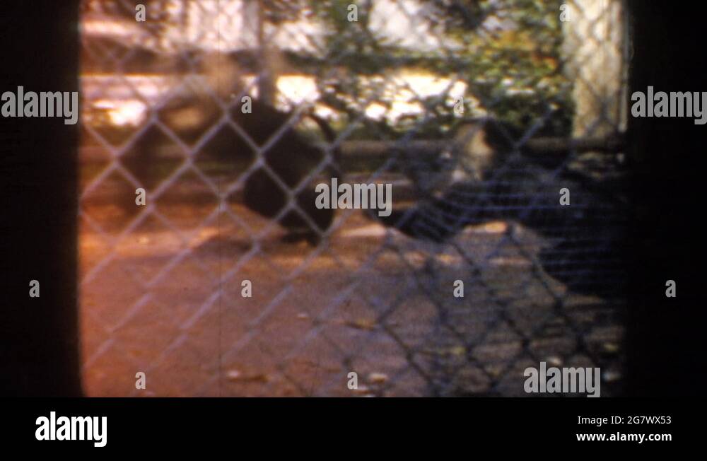 Stressed animals Stock Videos & Footage - HD and 4K Video Clips - Alamy