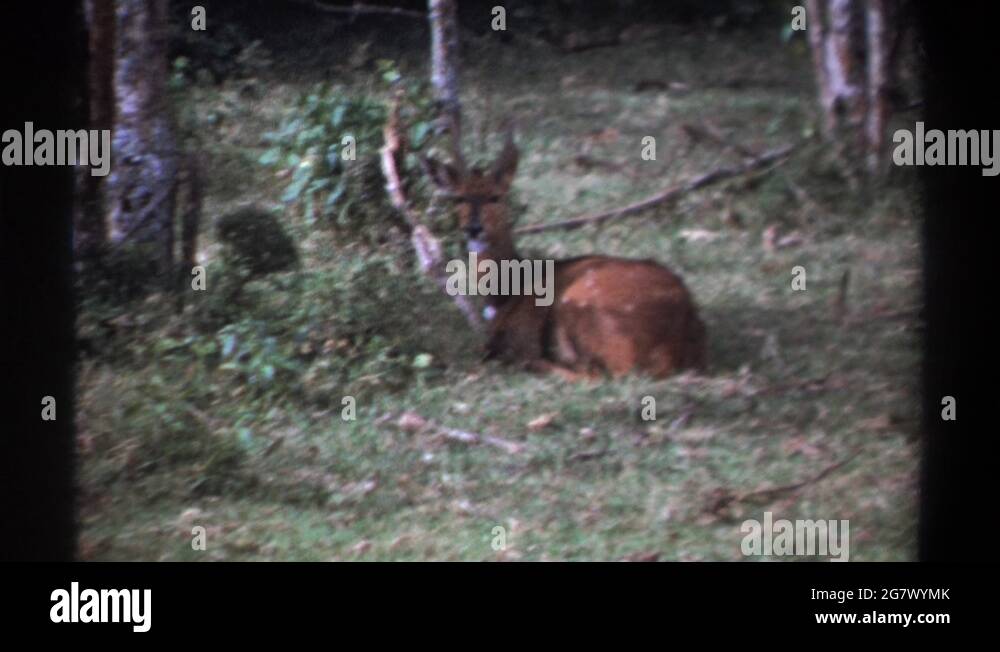 KENYA-1969: Deer In The Field Lying Down Eating Grass Being Filmed From ...