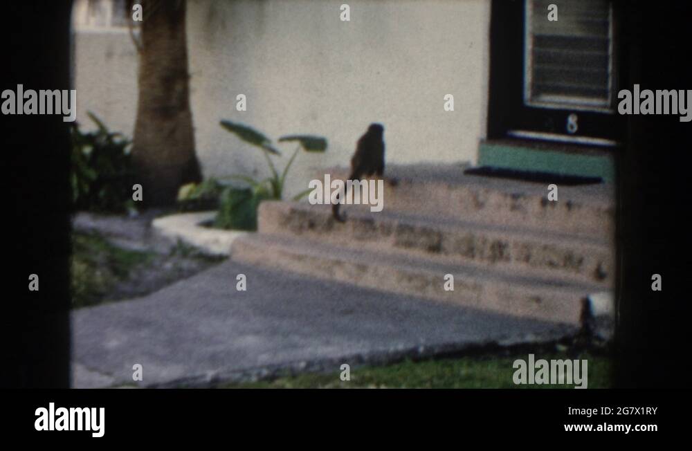 Monkey building Stock Videos & Footage - HD and 4K Video Clips - Alamy