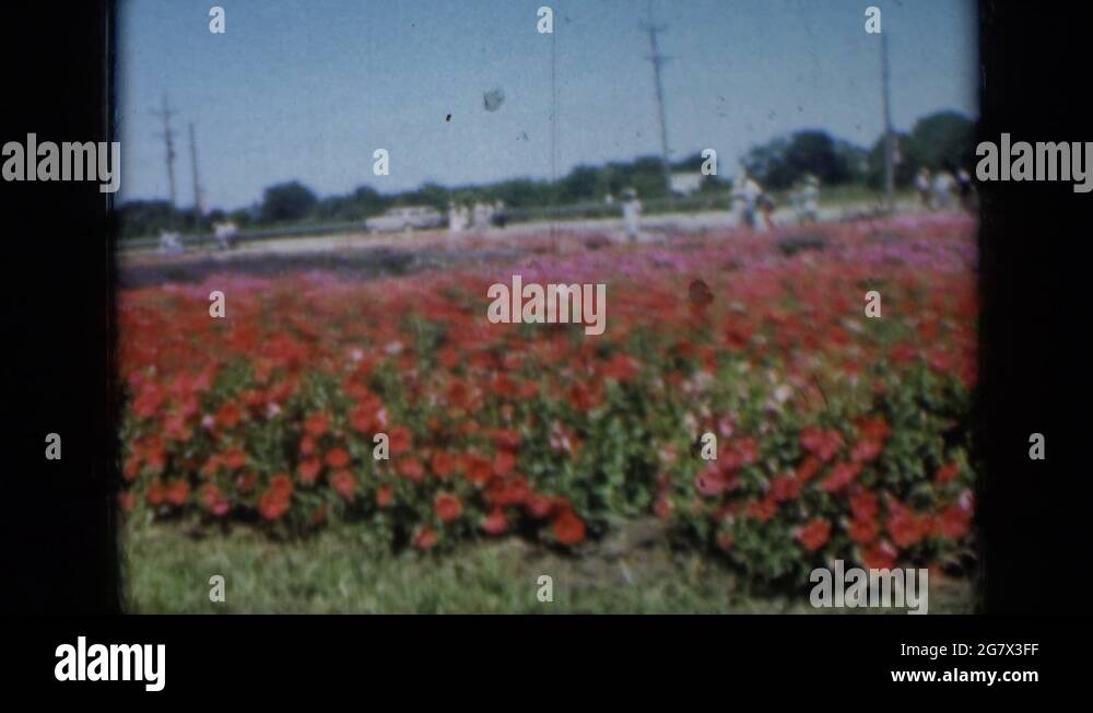 Field of red roses Stock Videos & Footage - HD and 4K Video Clips - Alamy