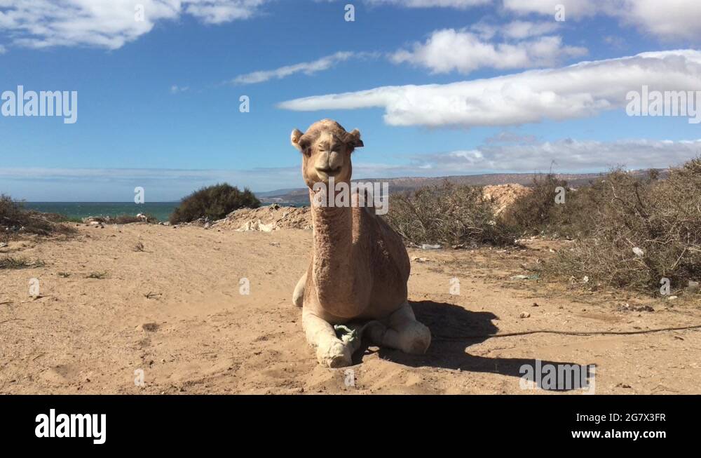 Camel on the Beach in Slow Motion 4K Stock Video Footage - Alamy