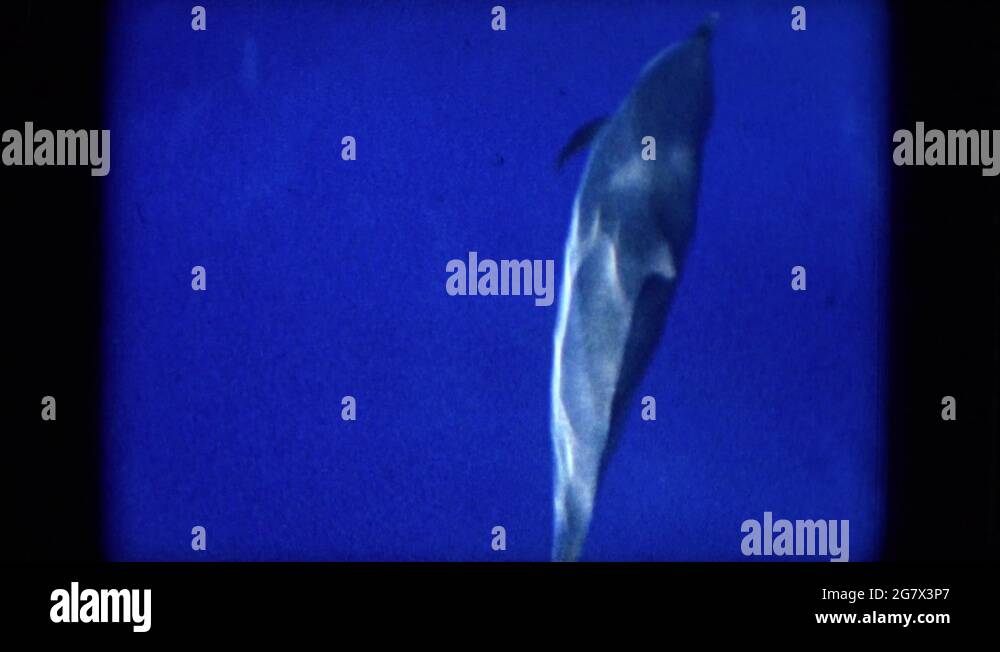 Helicopter fish Stock Videos & Footage - HD and 4K Video Clips - Alamy