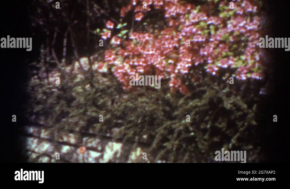 Rose summer bed Stock Videos & Footage - HD and 4K Video Clips - Alamy