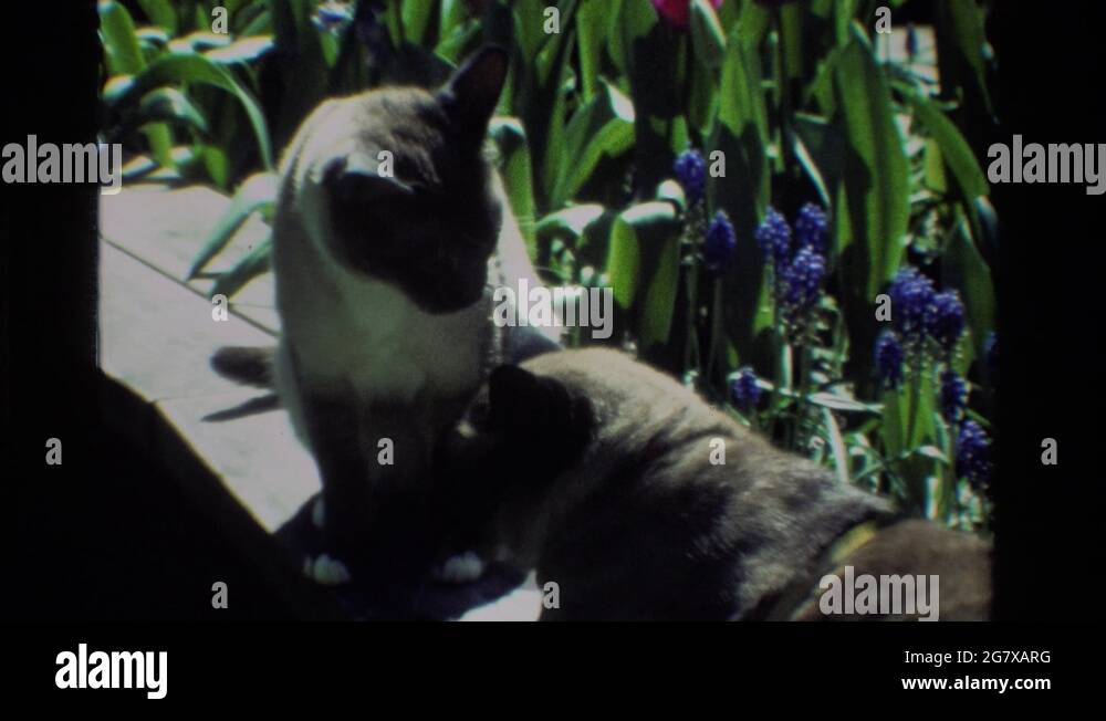 Classic siamese cats Stock Videos & Footage - HD and 4K Video Clips - Alamy