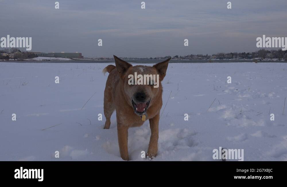 Dog facing camera Stock Videos & Footage - HD and 4K Video Clips - Alamy