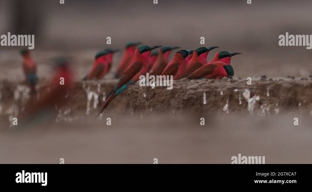 Zimbabwe national bird Stock Videos & Footage - HD and 4K Video Clips ...