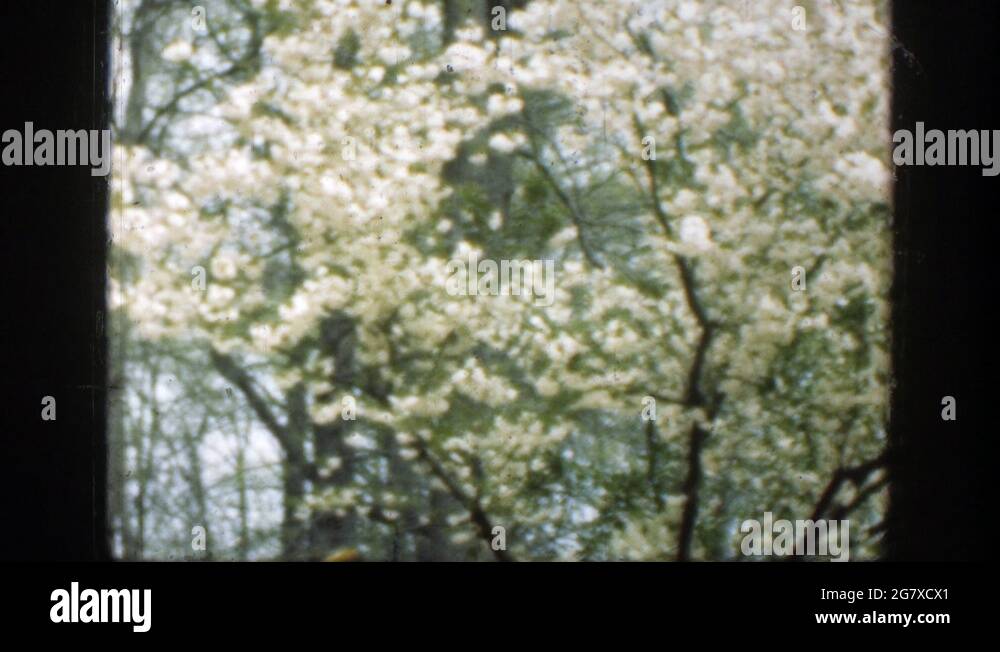 Daisy tree Stock Videos & Footage - HD and 4K Video Clips - Alamy