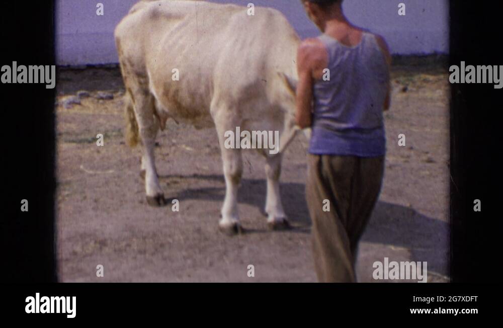 Albino bull Stock Videos & Footage - HD and 4K Video Clips - Alamy